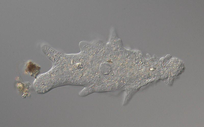 Sarcodinos: qué son, características y clasificación